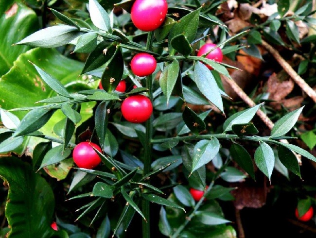 Ruszczyk kolczasty właściwości i zastosowanie | Wszystko dla zdrowia i ...