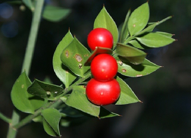 Ruszczyk kolczasty właściwości i zastosowanie | UrodaiZdrowie.pl Uroda ...