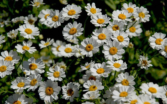 Złocień maruna na migrenę i inne dolegliwości | Wszystko dla zdrowia i ...