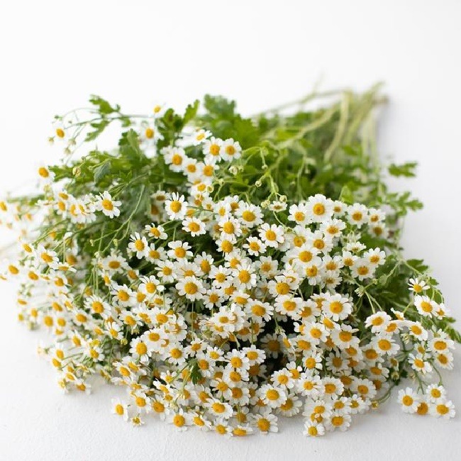 Złocień maruna na migrenę i inne dolegliwości | Wszystko dla zdrowia i ...